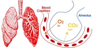 Étiologie de l’insuffisance respiratoire – Santé Médecine