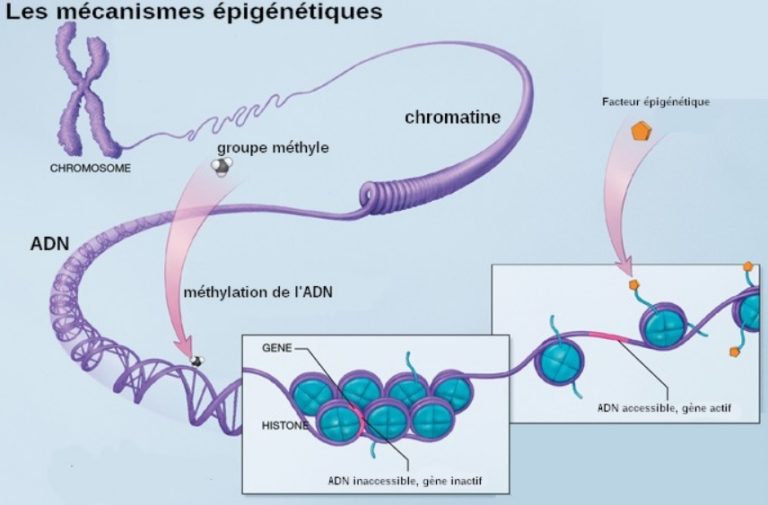 Le Mécanisme de Épigénétique – Santé Médecine